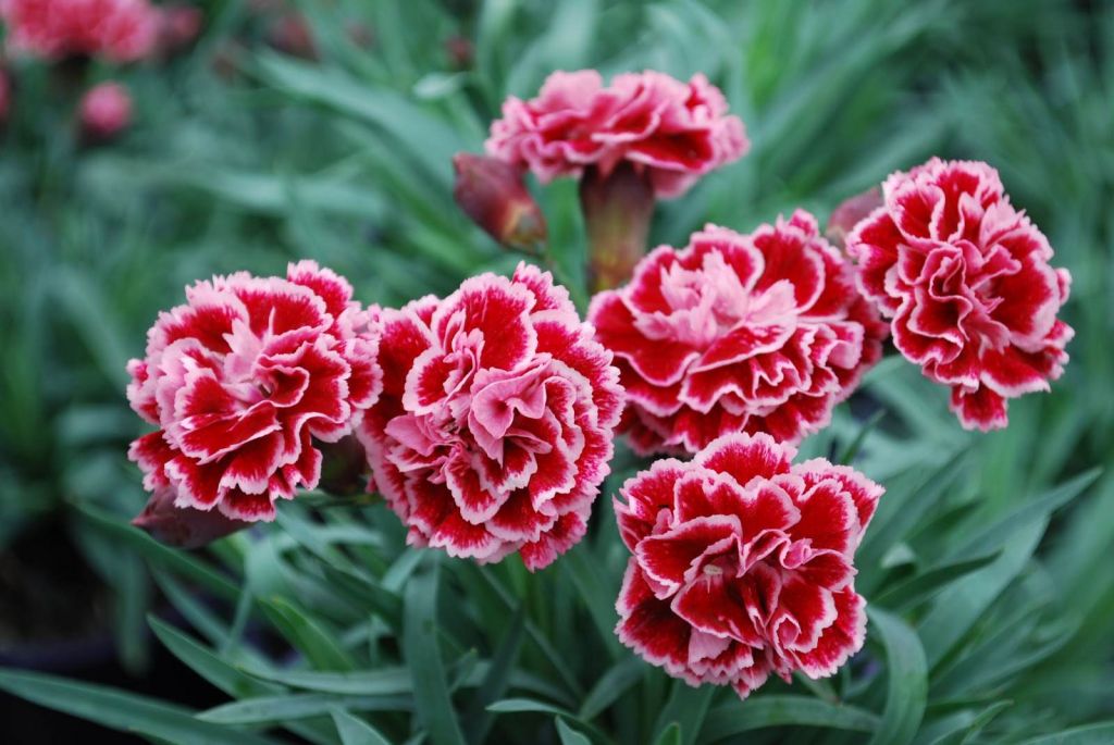 Cravina - Dianthus chinensis