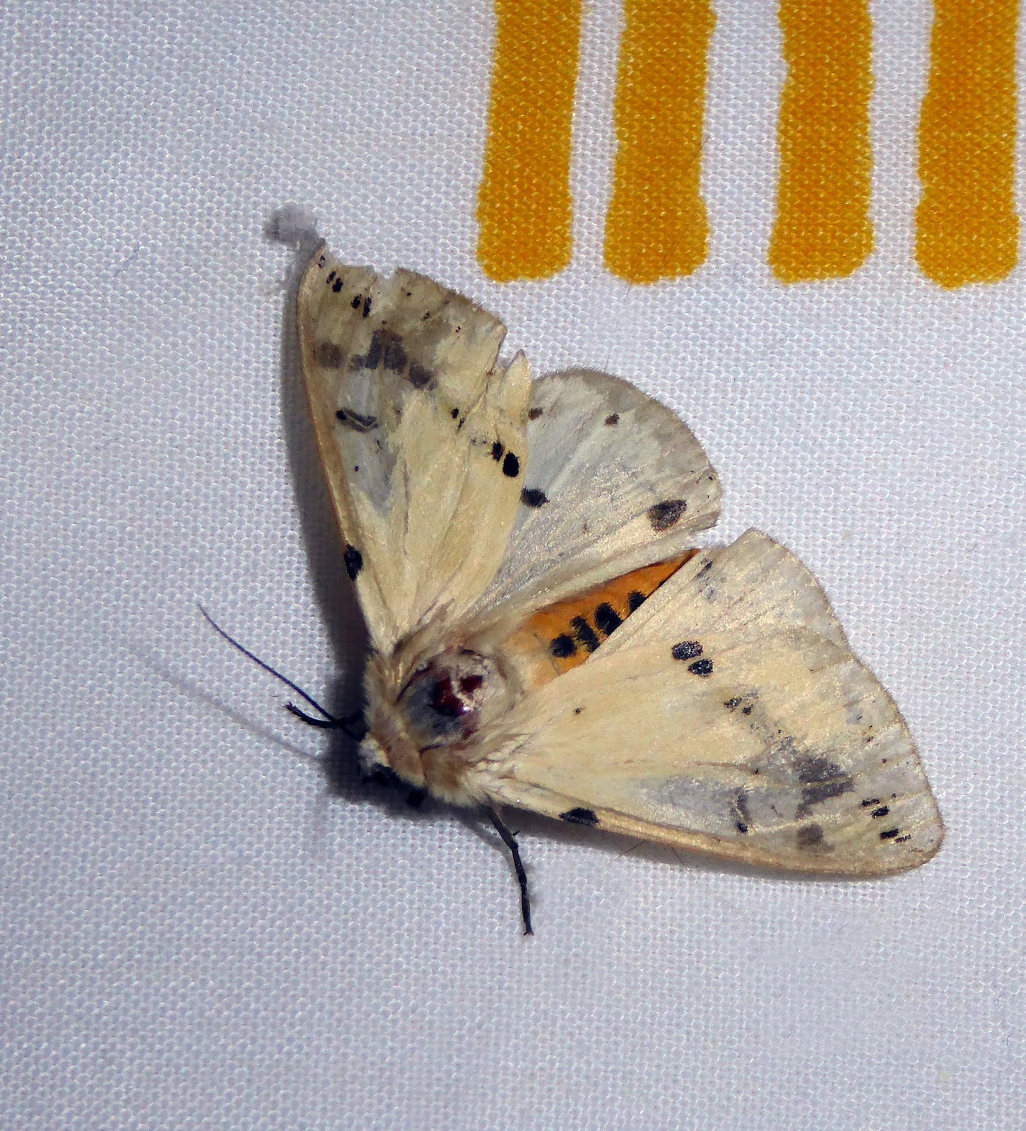 Wild and Wonderful: September 2017