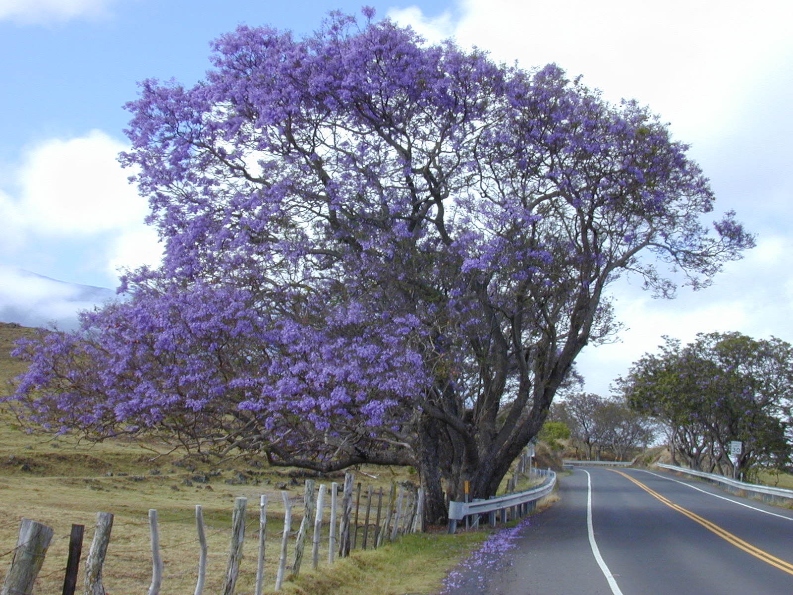 Flamboyant bleu / jacaranda | Flore de l’île de la Réunion