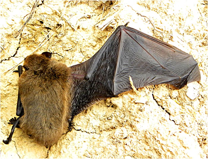 FOTO NATURA HUESCA 2: QUIRÓPTERO chiroptera Johann Friedrich Blumenbach ...