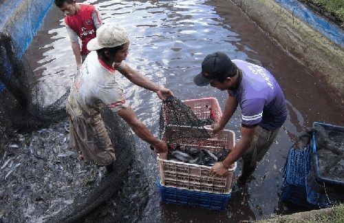 Cara Panen Dan Pasca Panen Lele Keli Yang Benar - cara ternak ikan