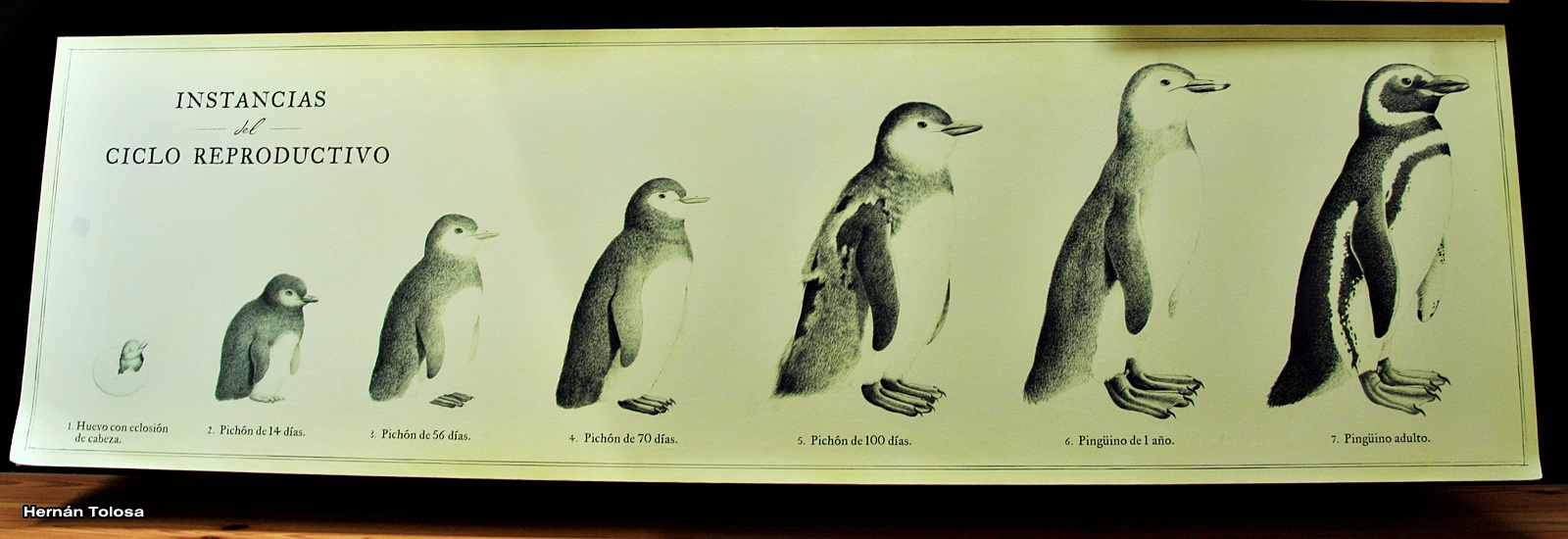 Aves de Argentina: Reserva Natural Punta Tombo