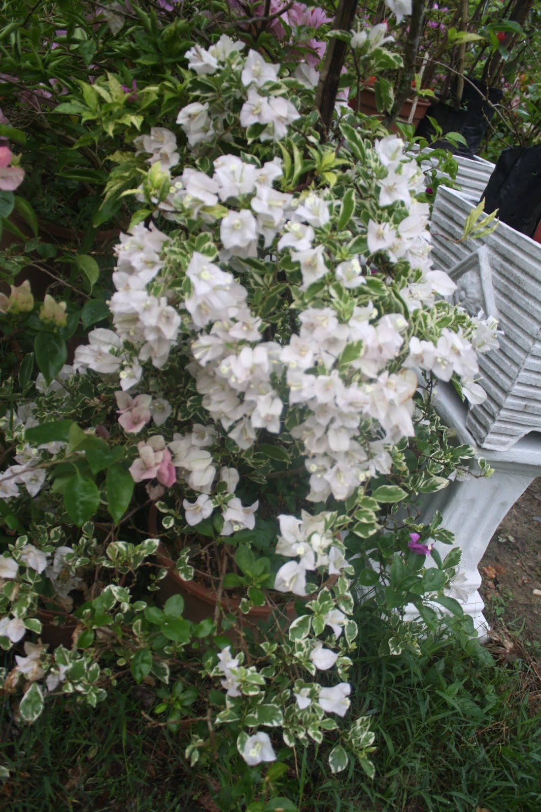 Pasu Seramik Antik & Bunga Kertas Anggun