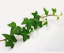 Iedera planta medicinala-English Ivy herb | Farmacia Naturală