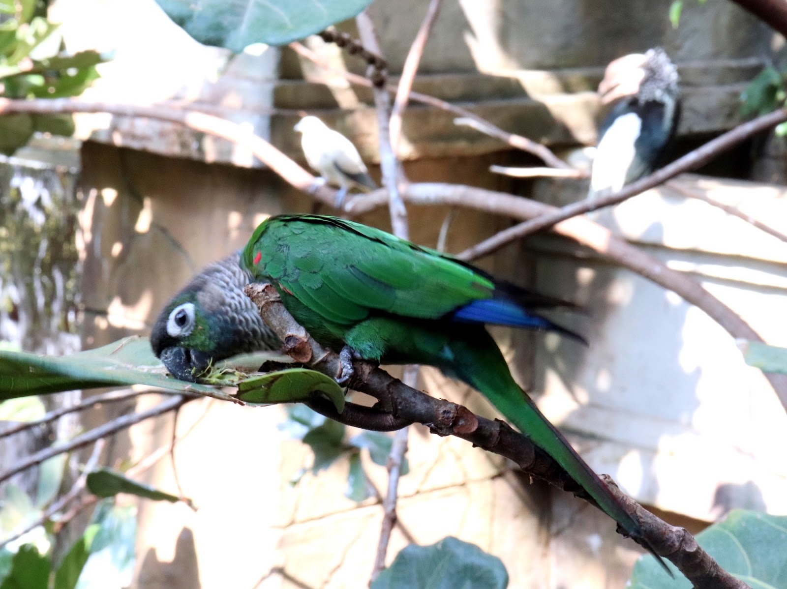 Create With Mom: Bird Kingdom in Niagara Falls