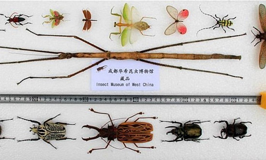 Inseto mais comprido do mundo tem mais de meio metro de comprimento