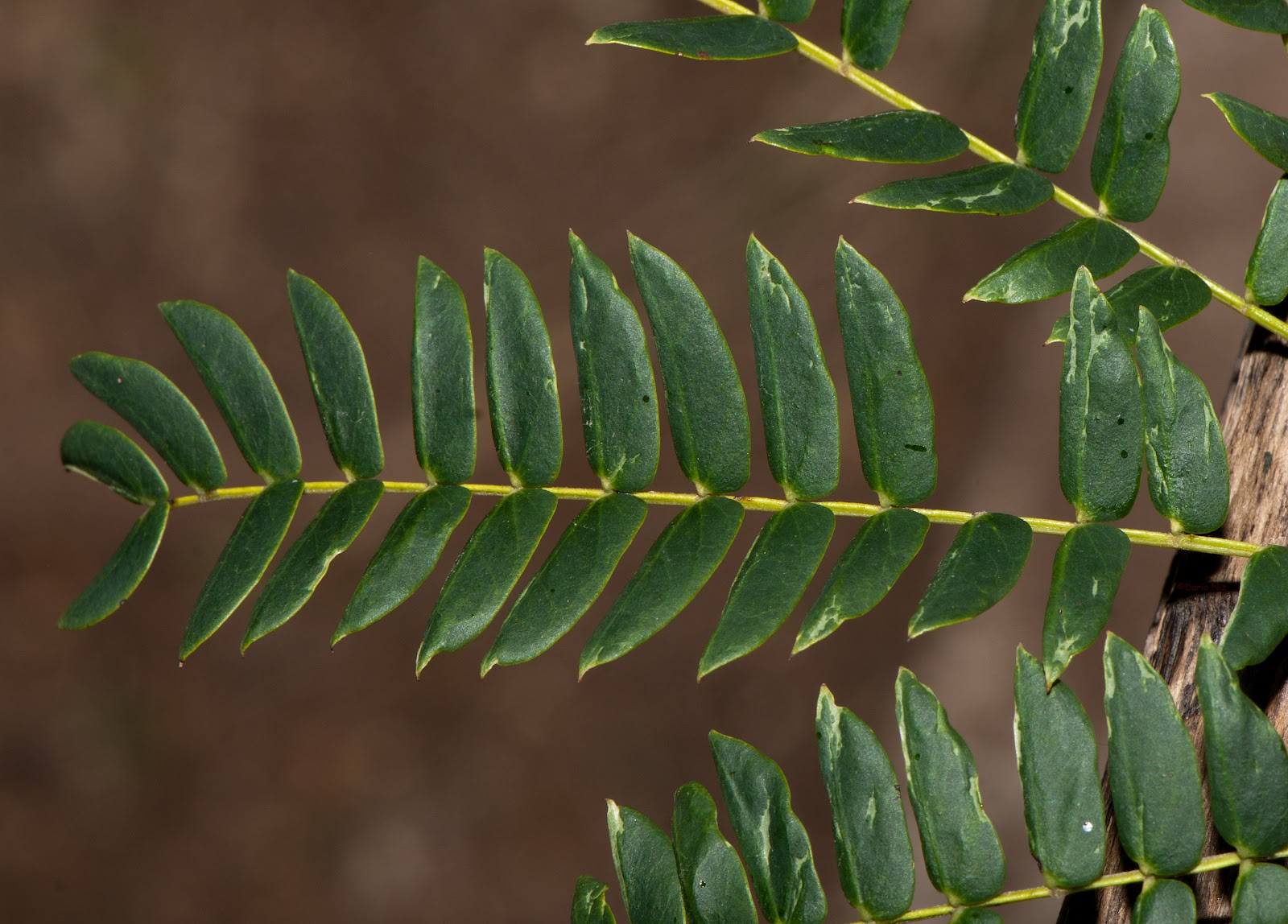 FOTOGRAFIAS DE LA FLORA AUTOCTONA DEL URUGUAY: TIMBÓ
