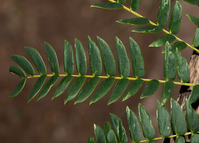 FOTOGRAFIAS DE LA FLORA AUTOCTONA DEL URUGUAY: TIMBÓ