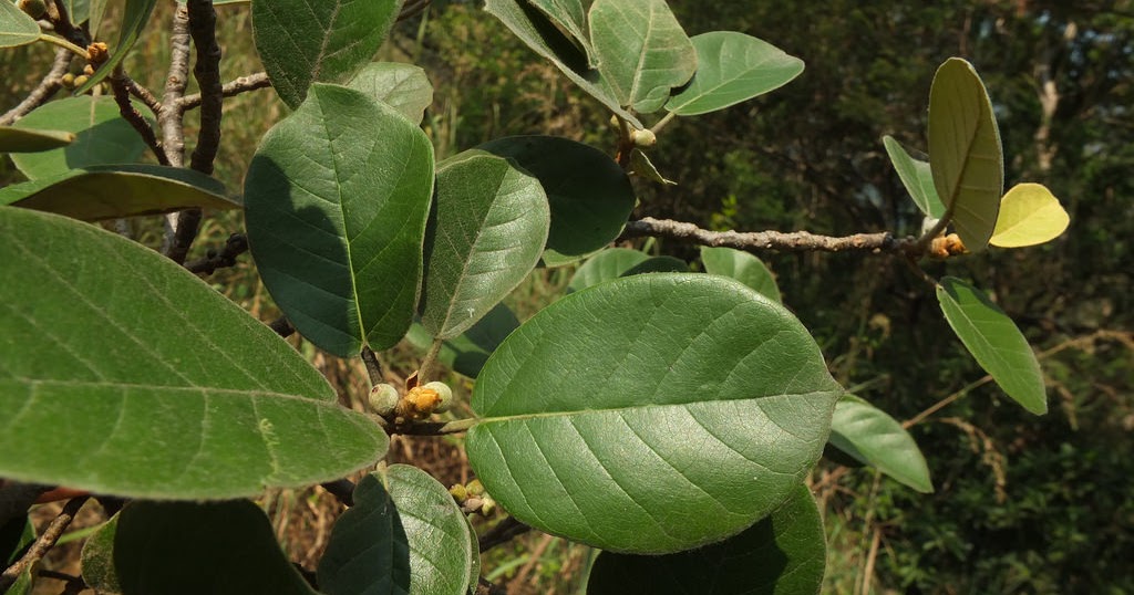 Flora-Hort. all about Horticulture, Floriculture and Landscaping ...