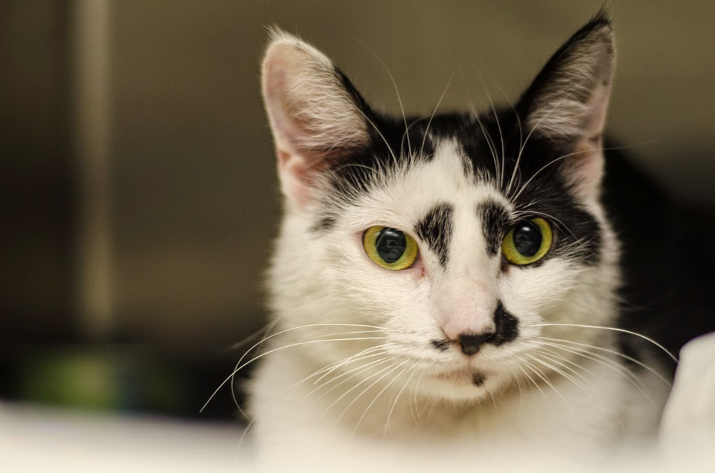 Progressive Charlestown: Kitty of the Week