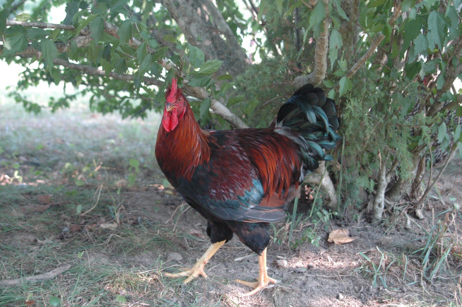 Green Legacy Farm: The Good, the Bad, and the Cornish Cross Meat Chicken