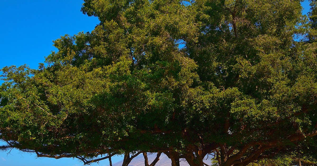 The Adventures of Maui Don - Dolphin Dude: Kam III Trees