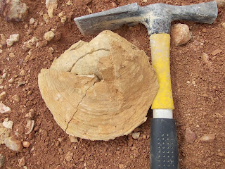 FOSILI - HERCEGOVINA: NAKON VIŠE OD 100 GOD.PREDSTAVLJAMO NALAZIŠTE ...