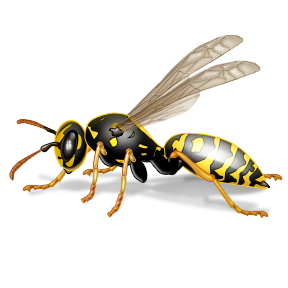 insectos,png,fondo transparente