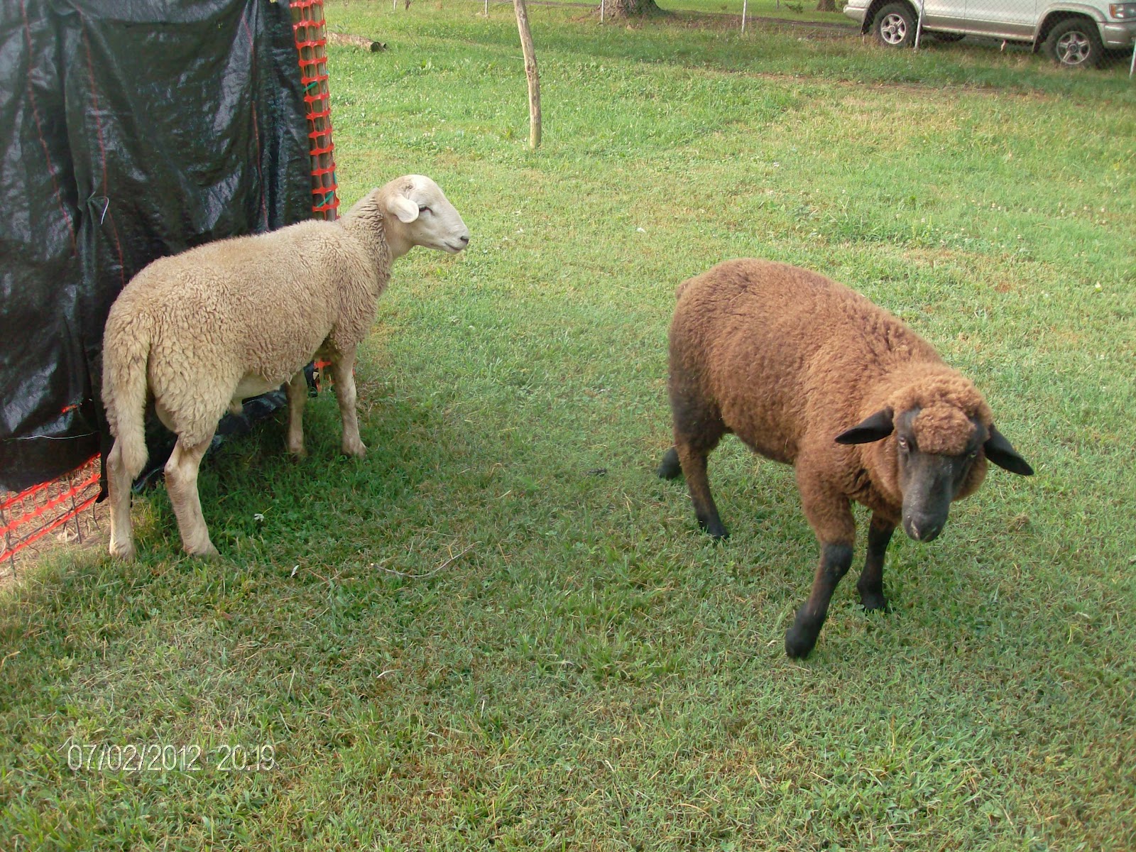 Outback Farm Barber Pole Worms In Sheep