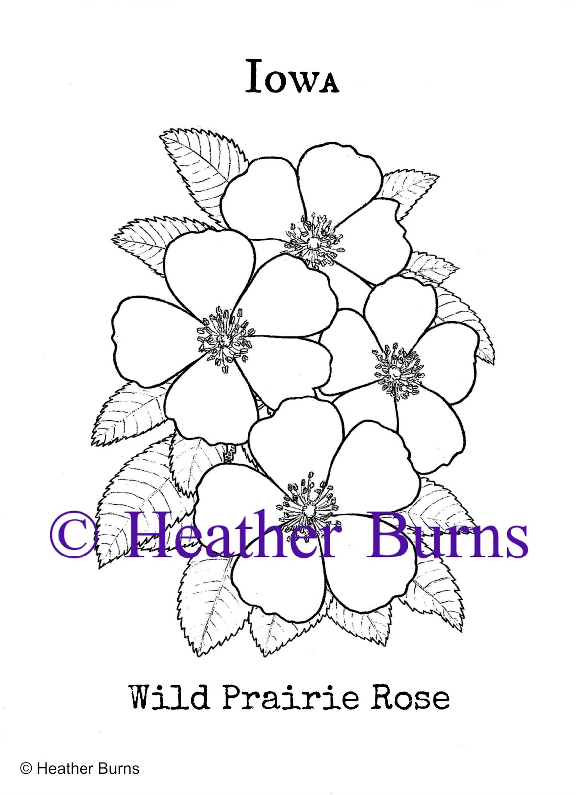 State Flower Coloring Book: Iowa State Flower: Wild Prairie Rose