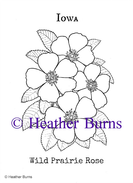 State Flower Coloring Book: Iowa State Flower: Wild Prairie Rose