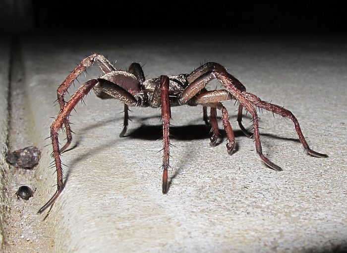 Esperance Fauna: Aname tepperi – Nemesiidae