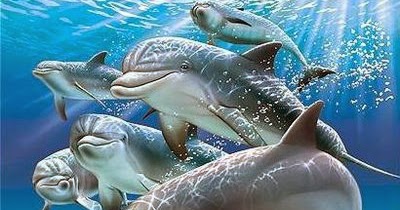 Delfines - Imagenes: Simpatica imagen de fantasia de delfines [5-5-16]