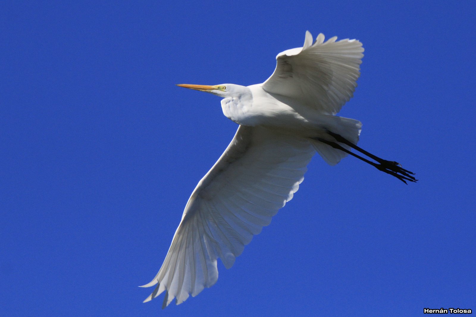 Aves Bonaerenses: Garza blanca en vuelo