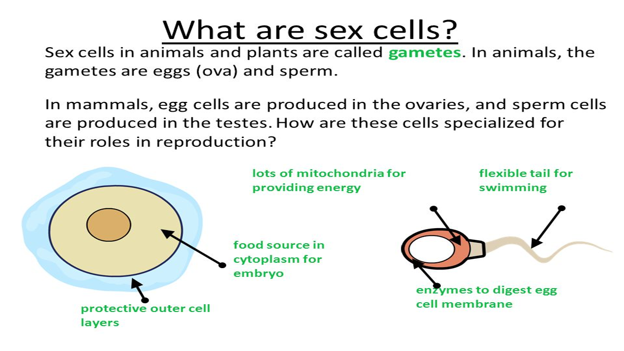 Science8: Semester 1, Chapter 5 - Reproduction and Development
