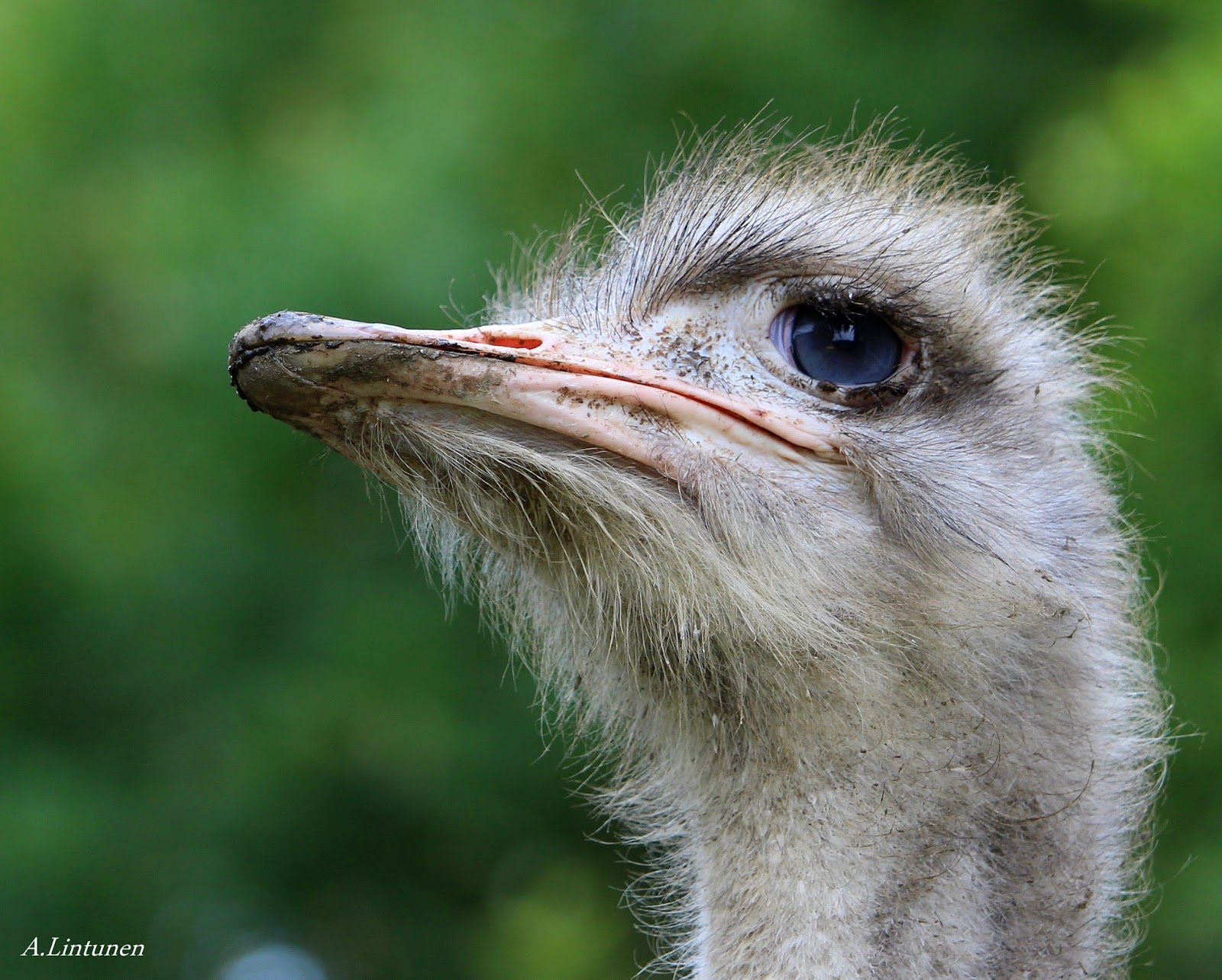 Anna's Photos : Strutsi tila