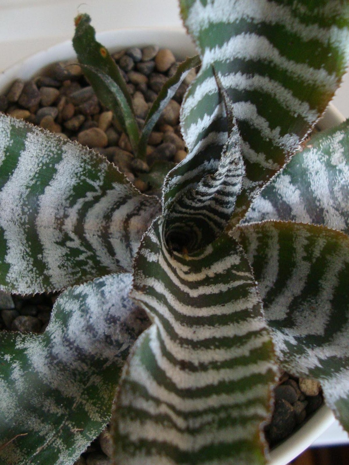 danger garden: Foliage Follow-up, Cryptanthus