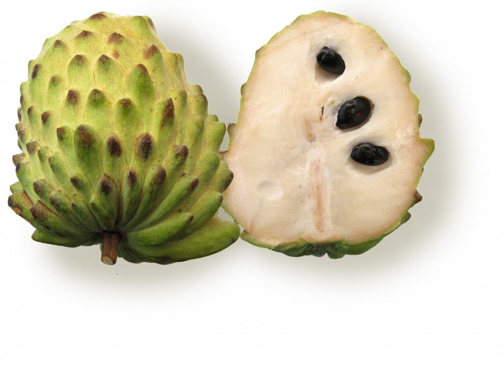 DIÁRIO COM A NATUREZA: 23 de JULHO - ATEMOIA - FRUTA - FLOR - ANNONA ...