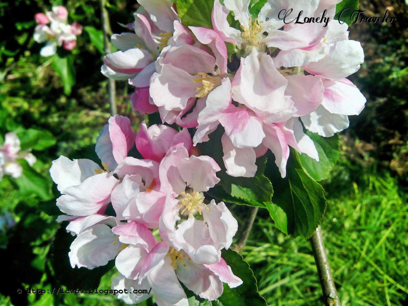 Apple flower - Malus pumila