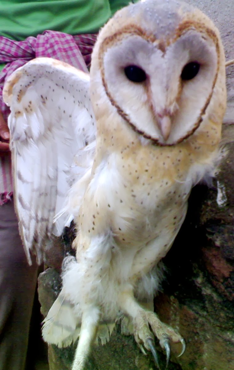NATURAL & UNIQUE PHOTOGRAPHY: WHITE OWL OR SNOWY OWL PHOTOGRAPHS