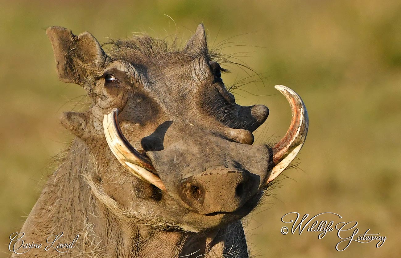 WILDLIFE GATEWAY: Le phacochère, un mal aimé...
