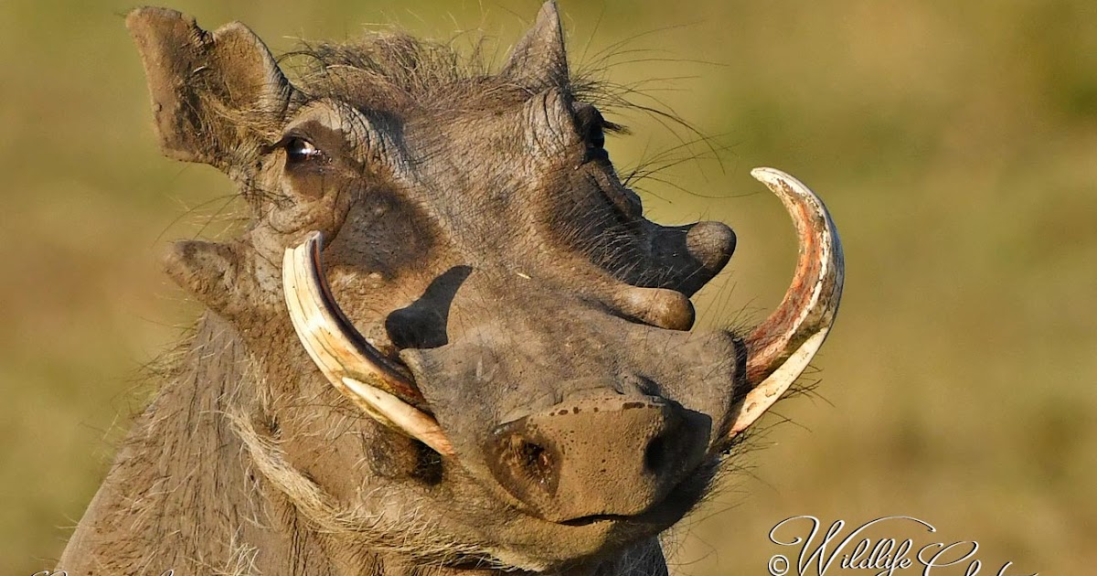 WILDLIFE GATEWAY: Le phacochère, un mal aimé...