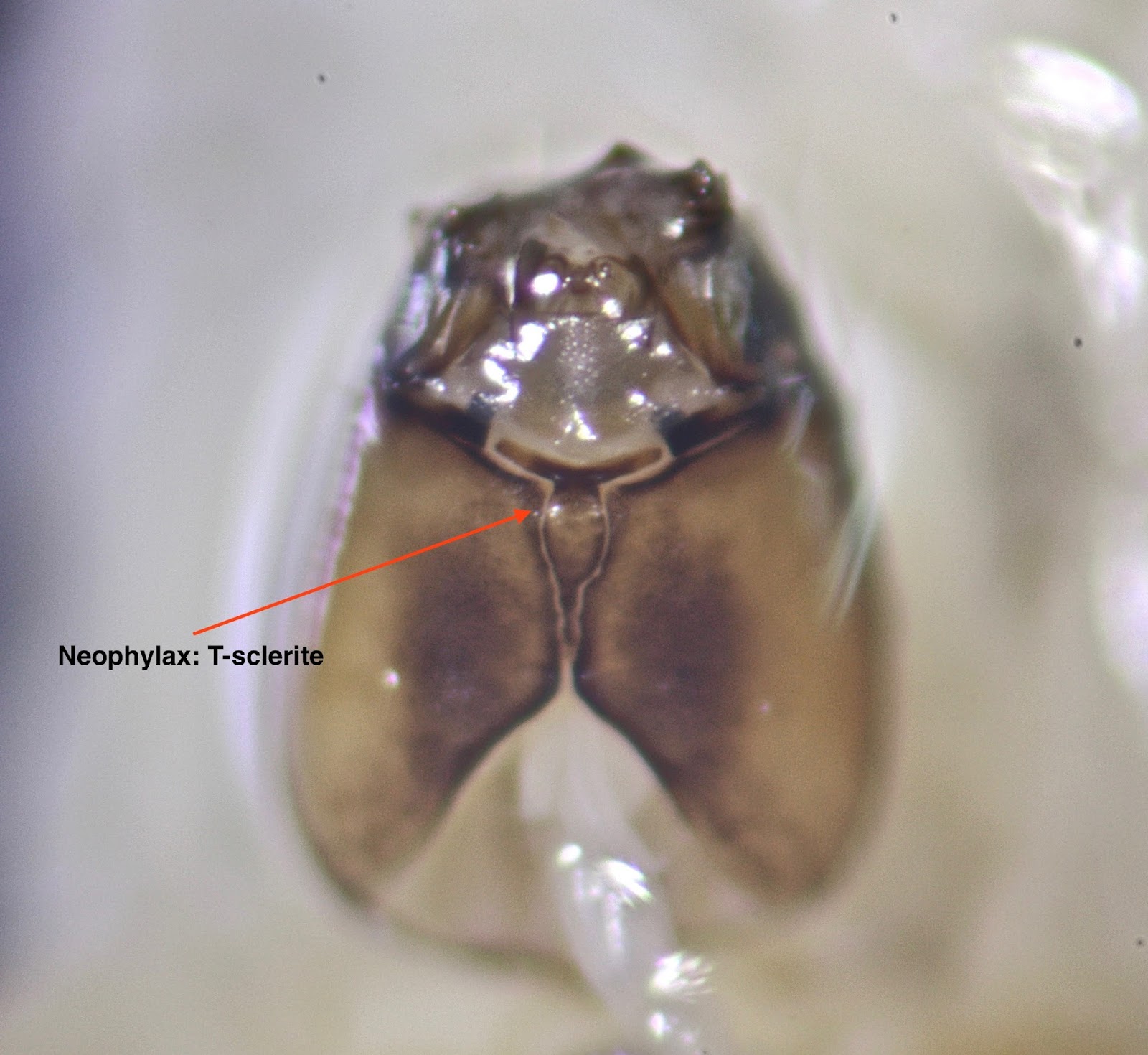 Aquatic Insects of Central Virginia: The caddisfly family Uenoidae is ...
