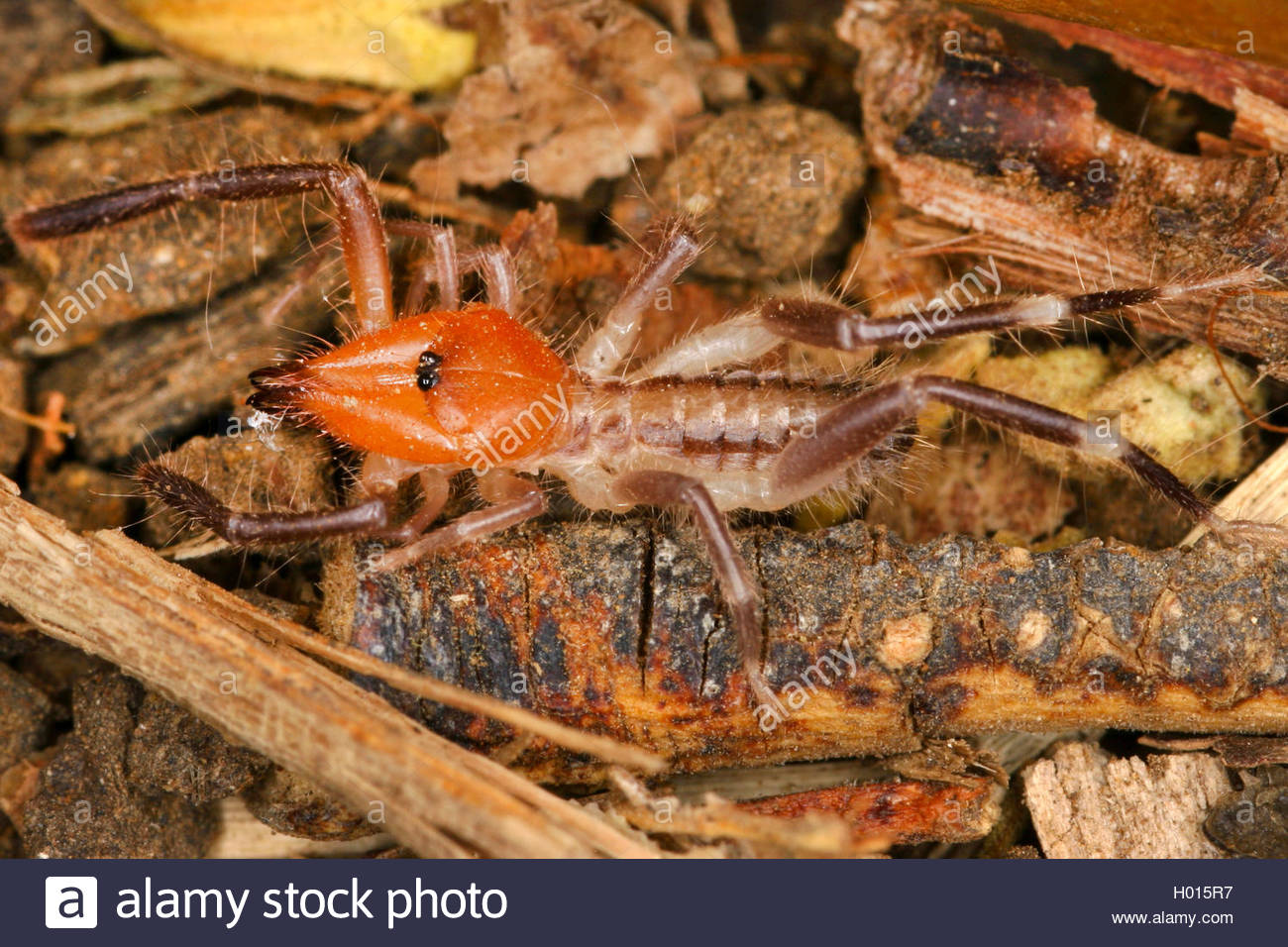 walzenspinne - Germany News Collections