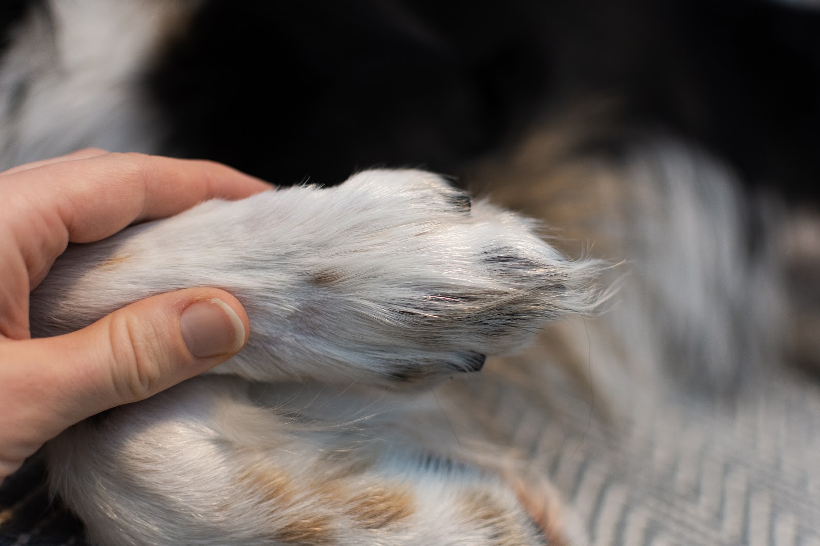 Turvonnut, yli-liikkuva ja naksuva varvas