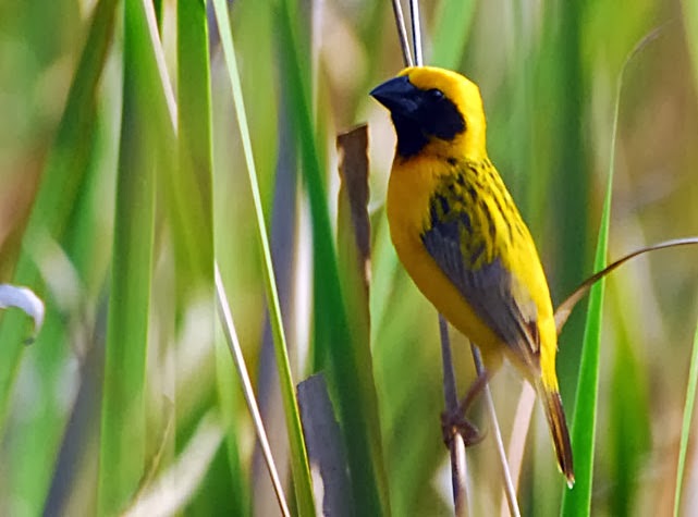 Tips Gacor Burung Manyar - Kenariku