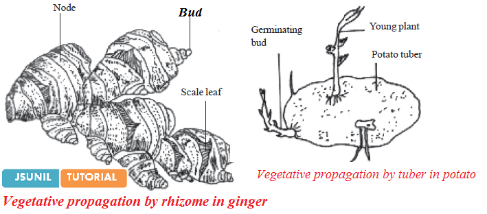 class 10 : How do Organisms Reproduce? Biology CBSE study nores