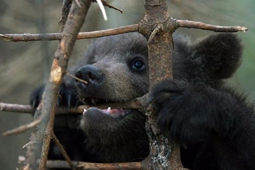 Two Sweet Baby Bear (12 Pics) | Web Dazzler
