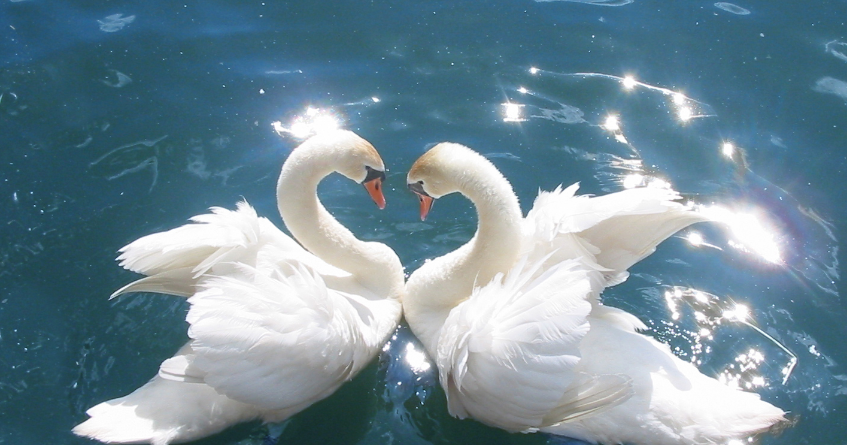 Holy Bird Swan Hans and Its Place in Spirituality | Education and ...