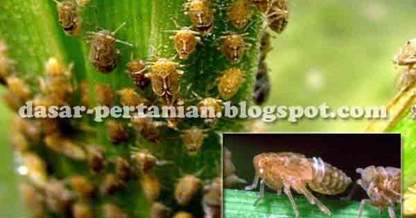 Mengenal Jenis-Jenis Hama Wereng Pada Tanaman Padi - saung petani