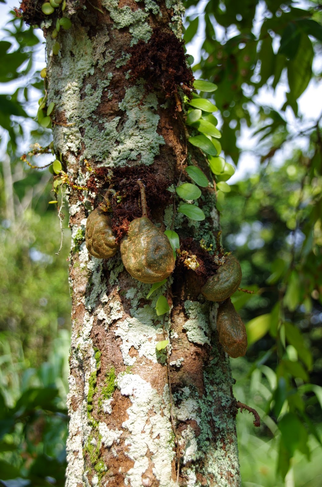 Trees and Plants: Nam Nam