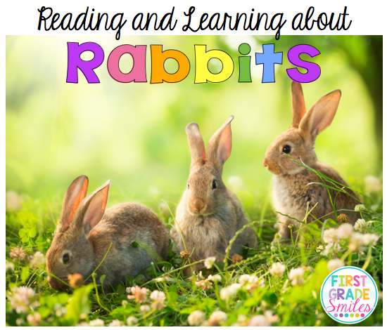 Learning about Rabbits