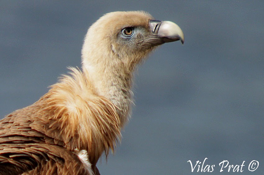 Cobijo Camijanes: Tres grandes necrófagos