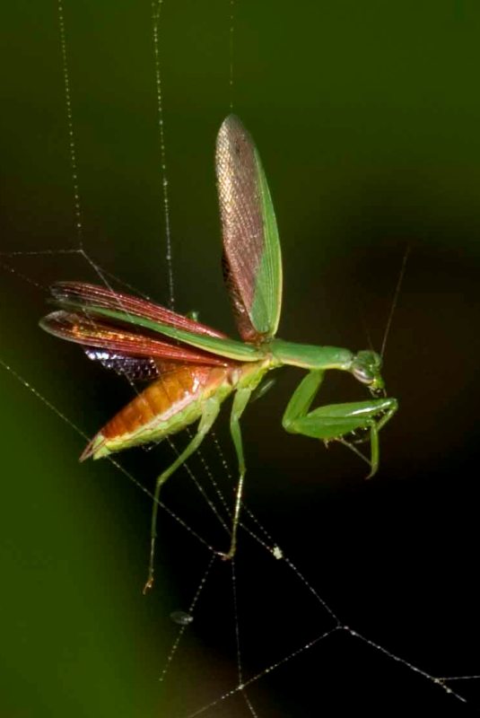 Singapore Wild Animals: Mantises