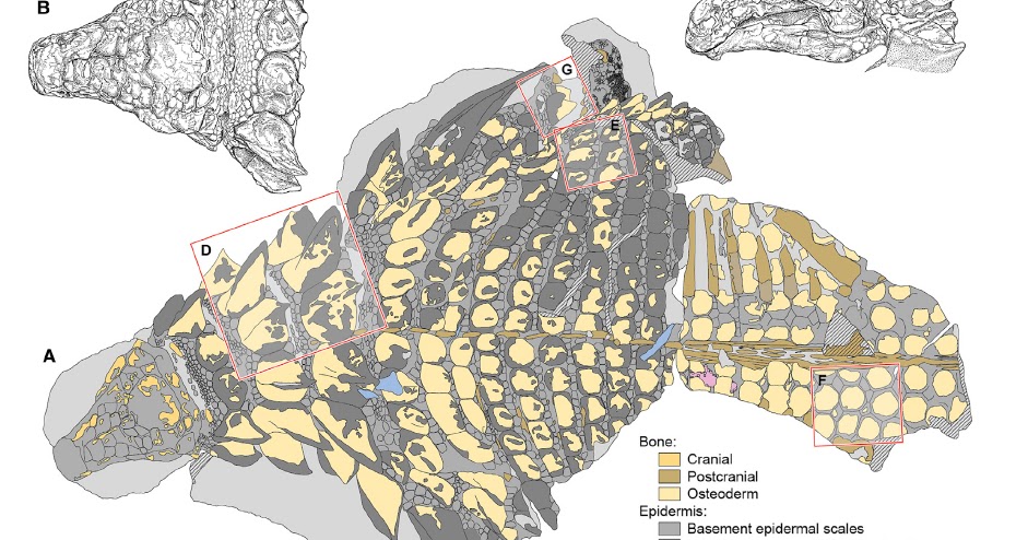 Theropoda: Cosa ci insegna un nodosauride perfetto in merito ai theropodi?