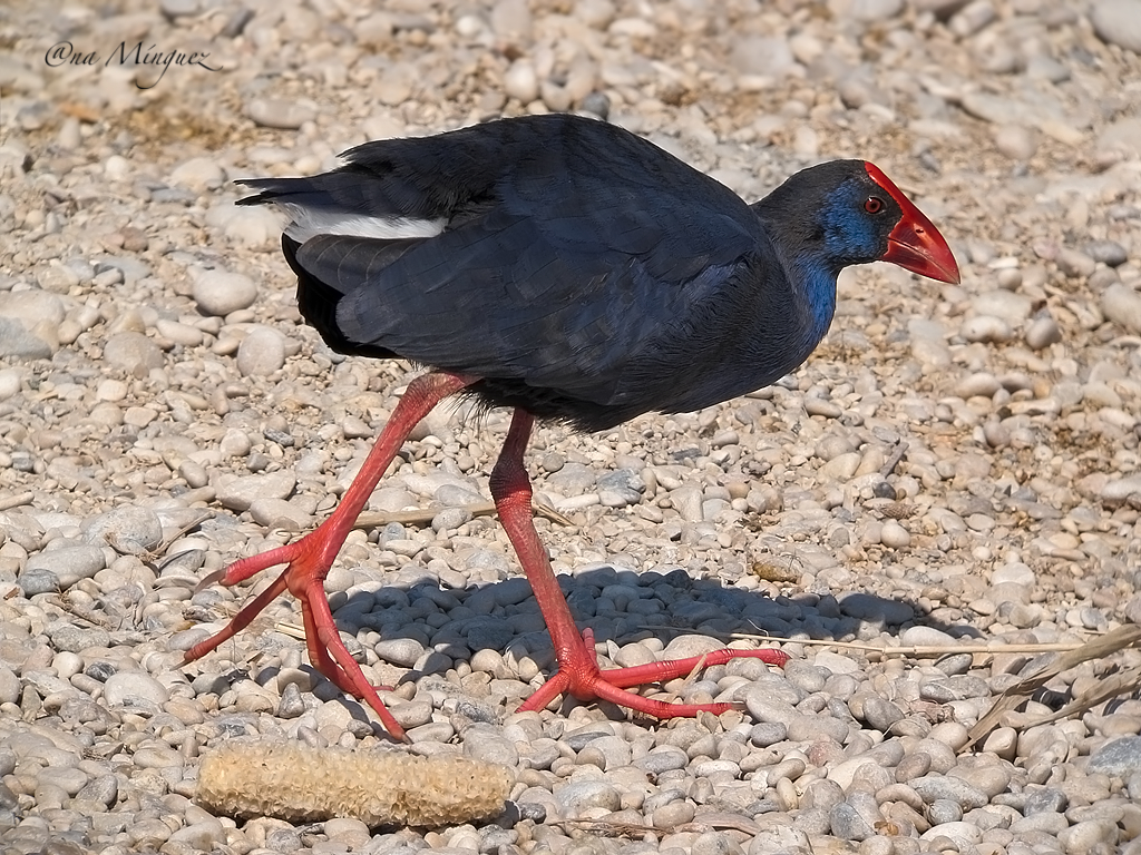 NATURANAFOTOS: Calamón común