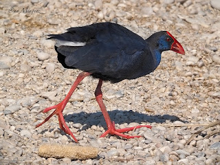 NATURANAFOTOS: Calamón común
