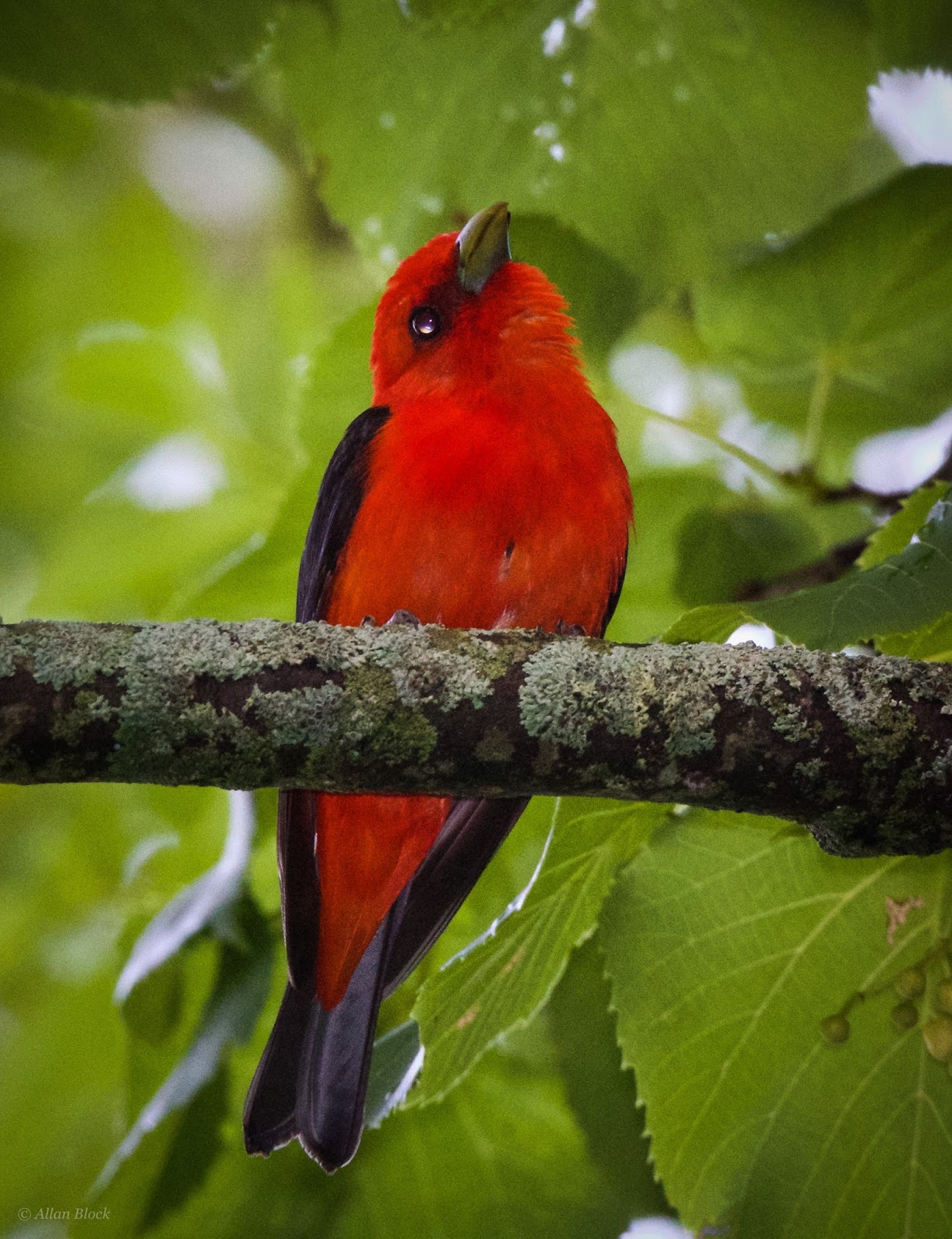 Feather Tailed Stories: Scarlet Tanager