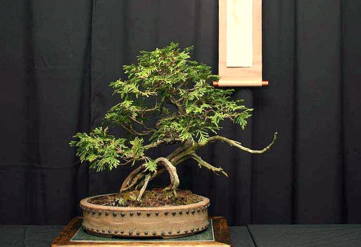 Te Yang Bonsai: NEAGARI – Raízes expostas
