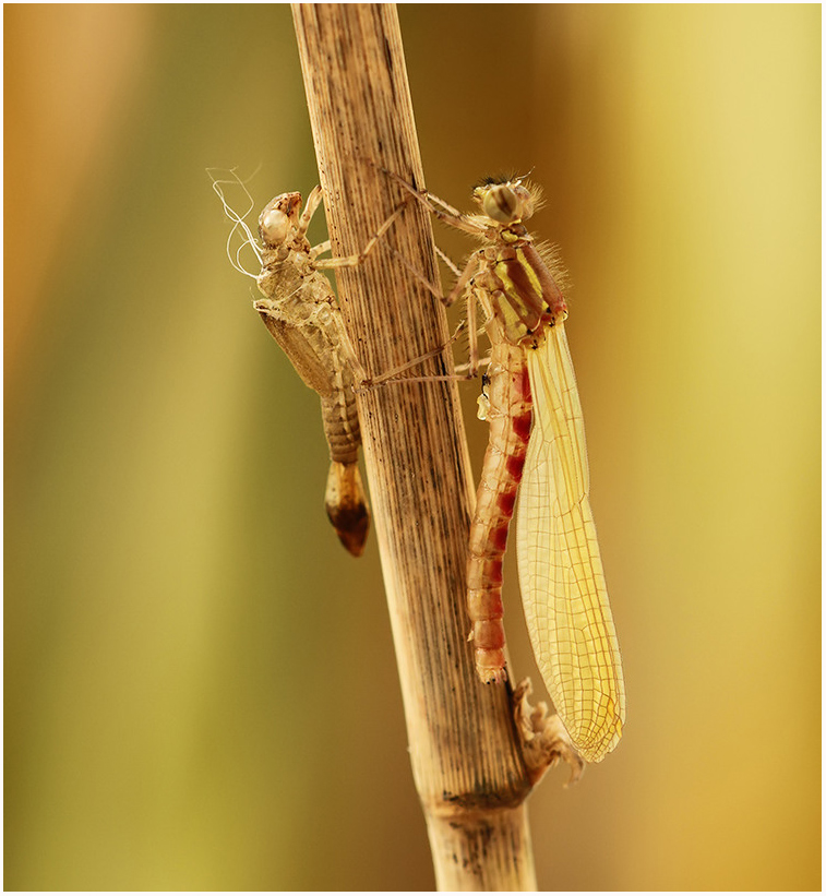 Kent Dragonflies: Large Red Damselfly (Pyrrhosoma nymphula) Emerges